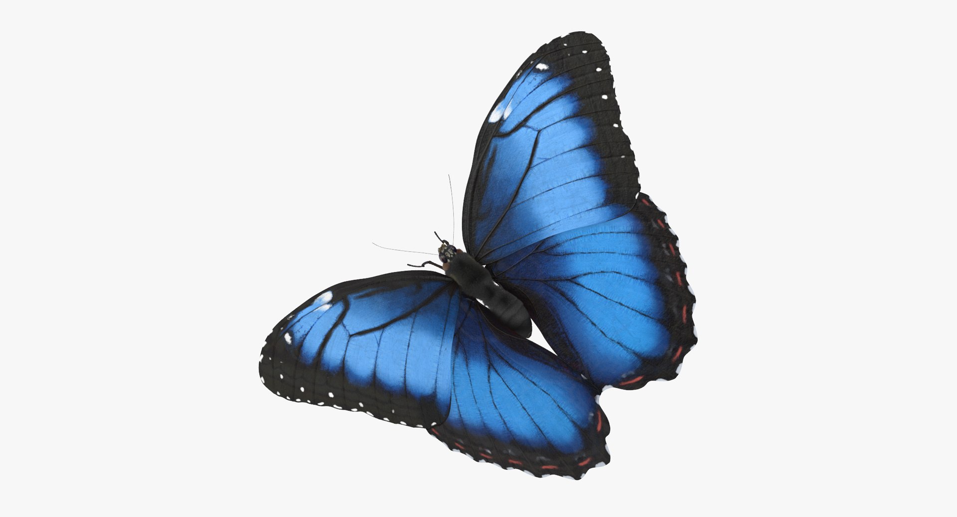 blue morpho butterfly wings 3d model