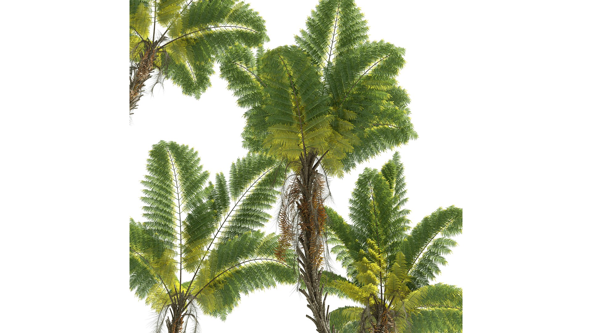 3D Model Alsophila Spinulosa Fern Tall - TurboSquid 2233551