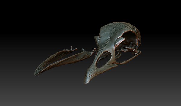 3d model skull turkey