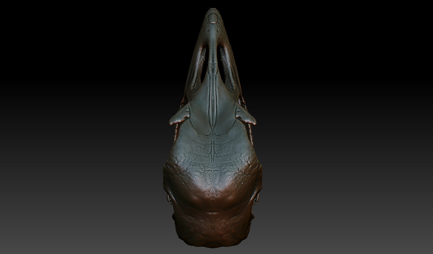 3d Model Skull Turkey