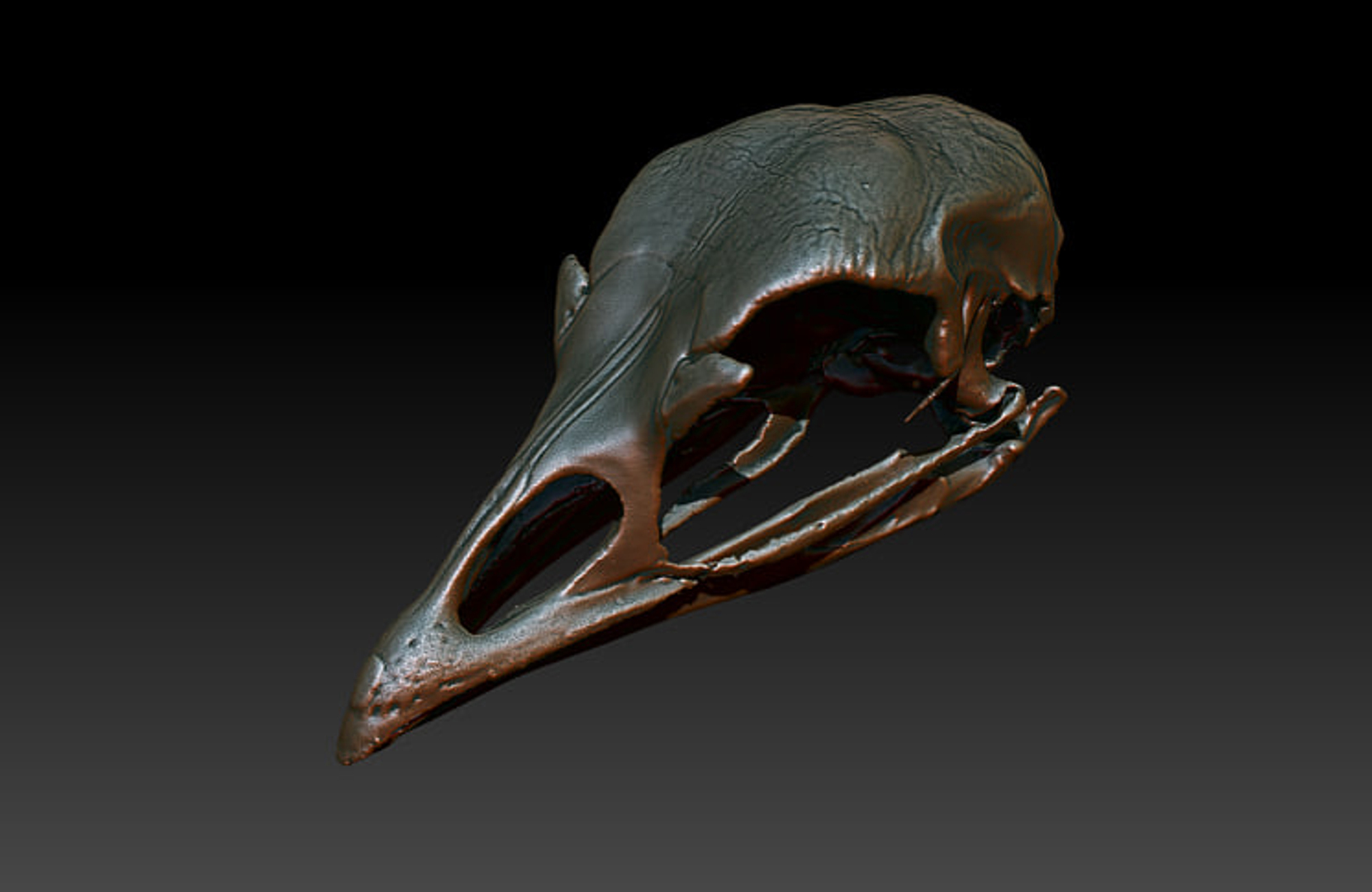 3d Model Skull Turkey