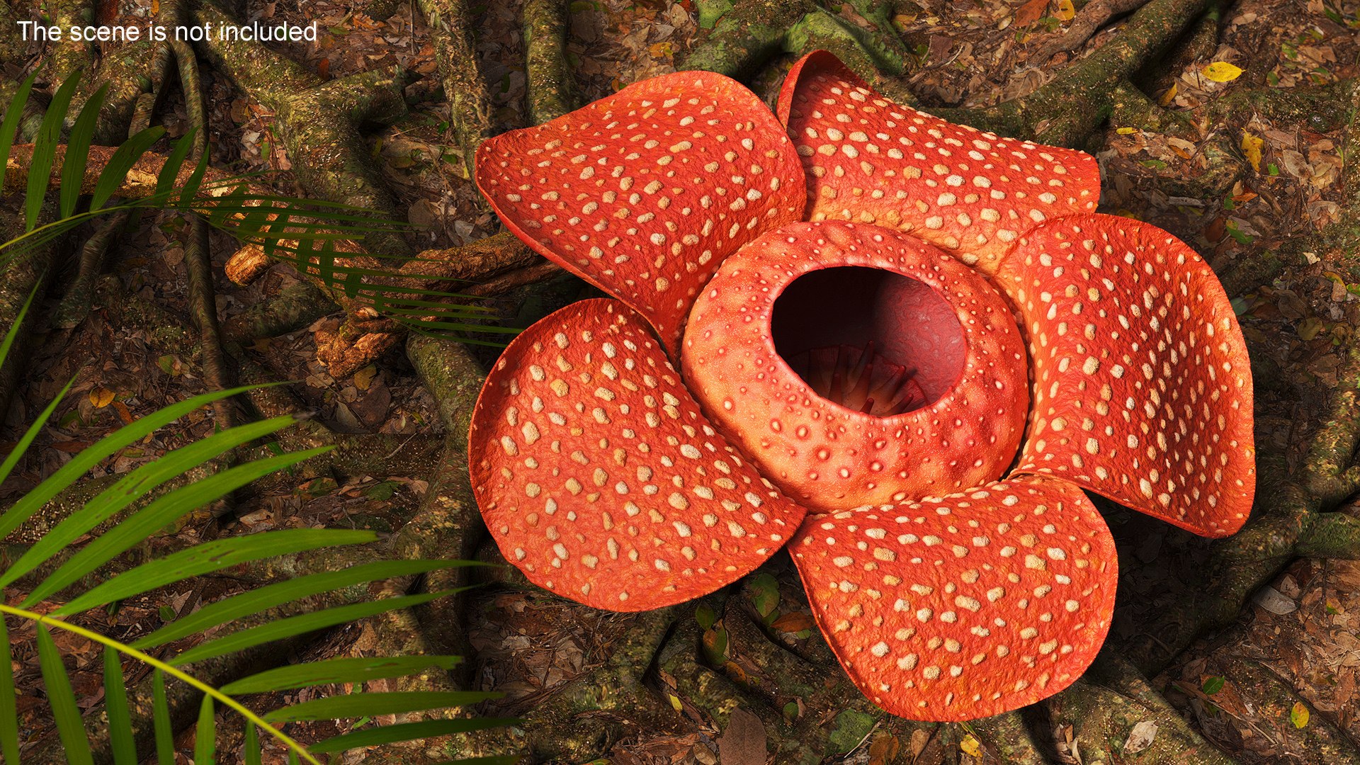 3D Rafflesia Flower - TurboSquid 2354648
