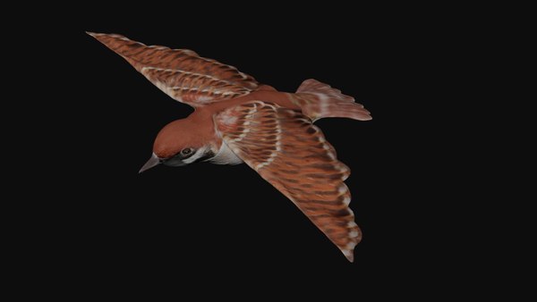 Rigged flying bird 3D model - TurboSquid 1685005