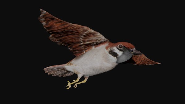 Rigged flying bird 3D model - TurboSquid 1685005