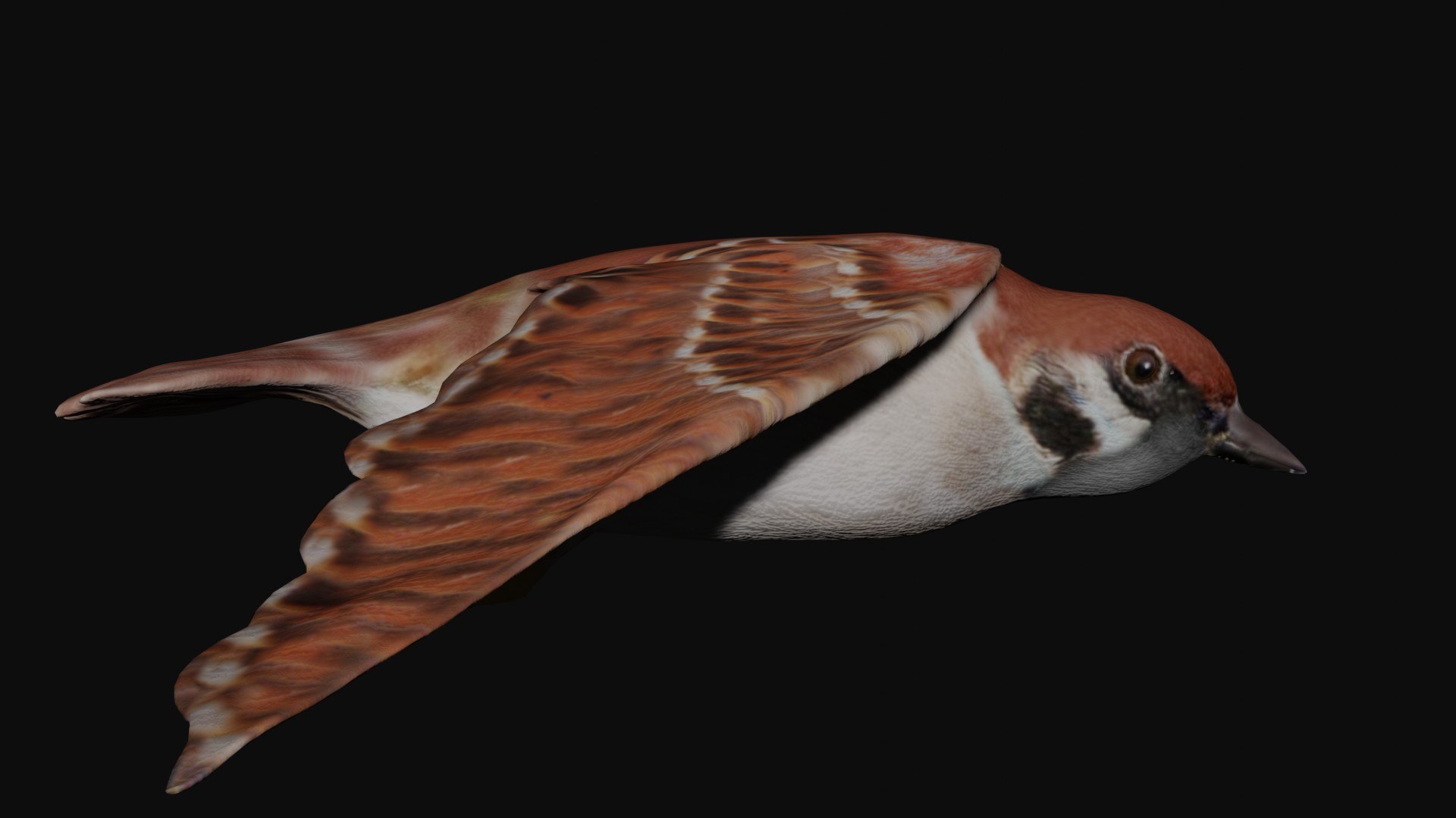 Rigged flying bird 3D model - TurboSquid 1685005