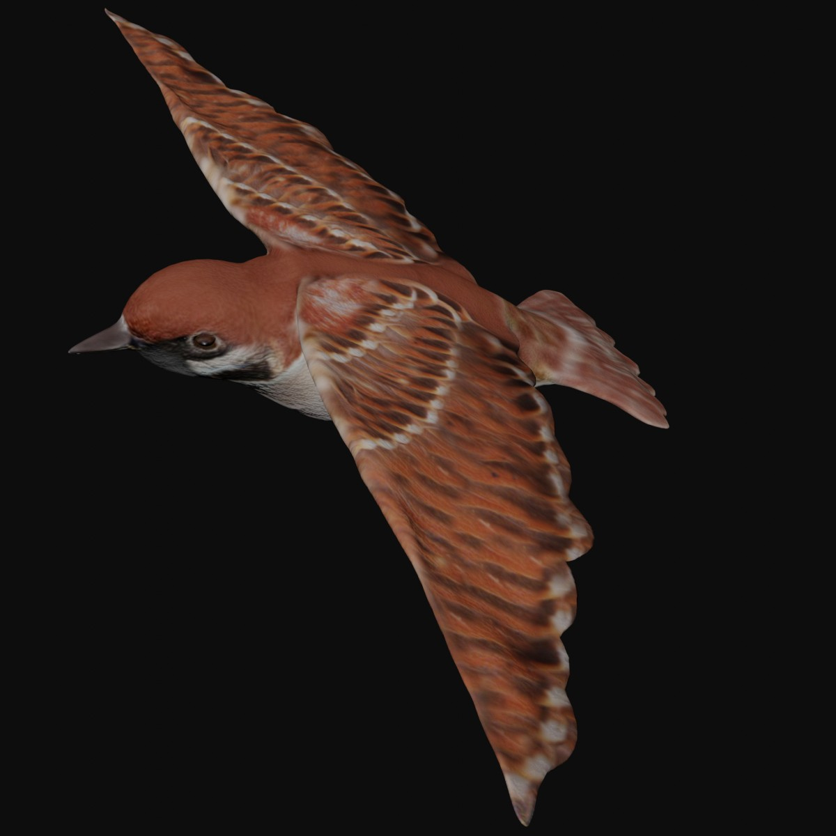 Rigged flying bird 3D model - TurboSquid 1685005