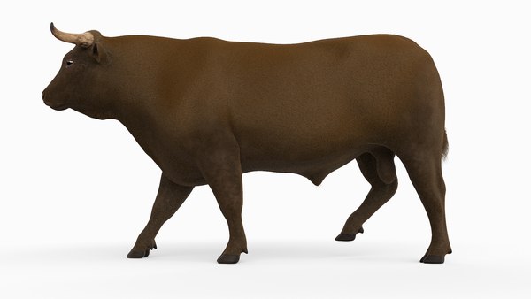 modelo 3d Anatomía completa del toro animada - TurboSquid 1914978