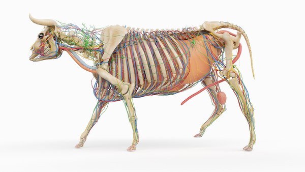 Full Bull Anatomy Animated 3D model - TurboSquid 1914978