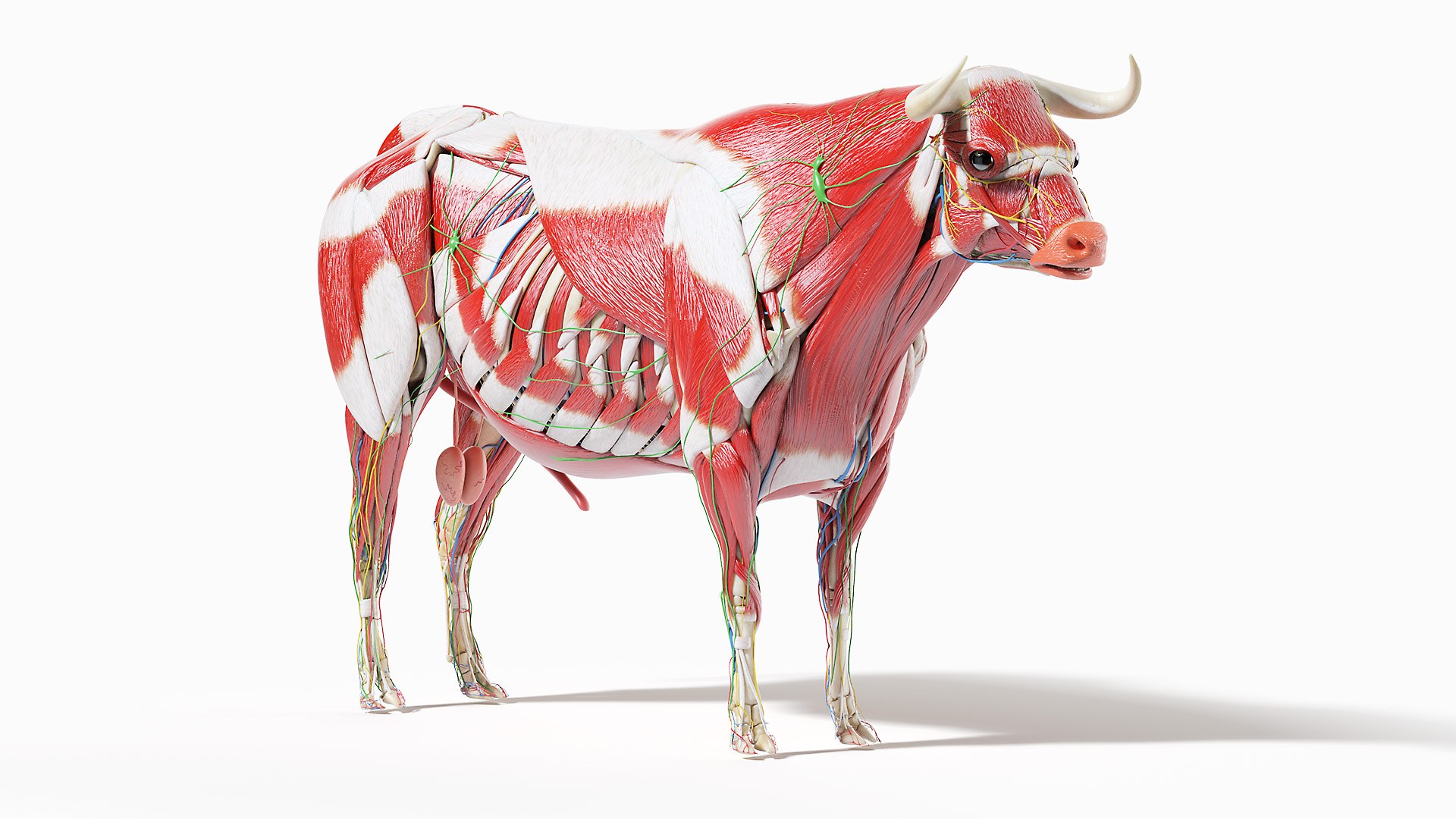 Full Bull Anatomy Animated 3D model - TurboSquid 1914978