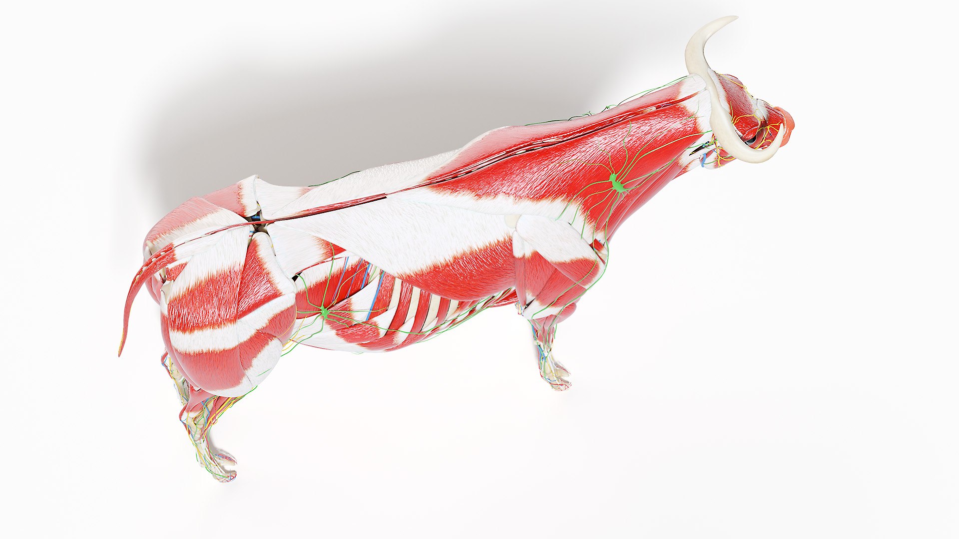 Full Bull Anatomy Animated 3D model - TurboSquid 1914978