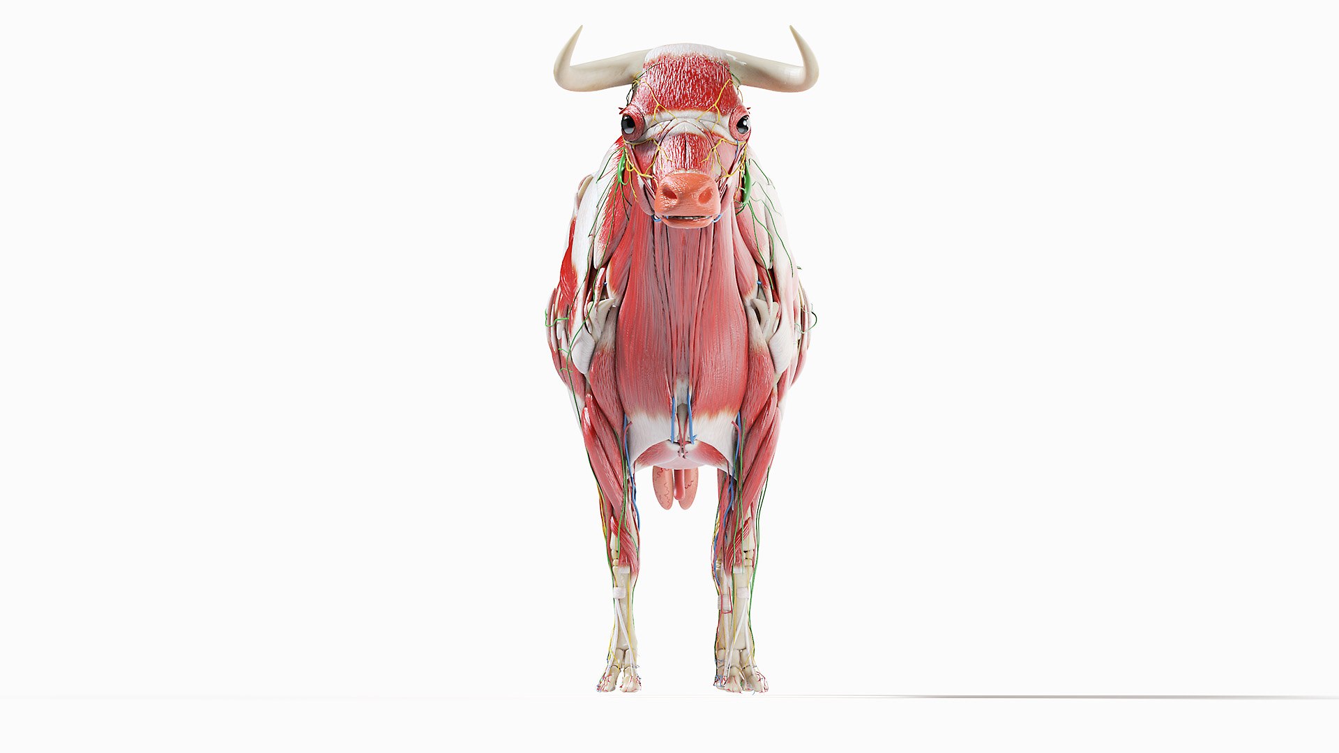 Full Bull Anatomy Animated 3D model - TurboSquid 1914978