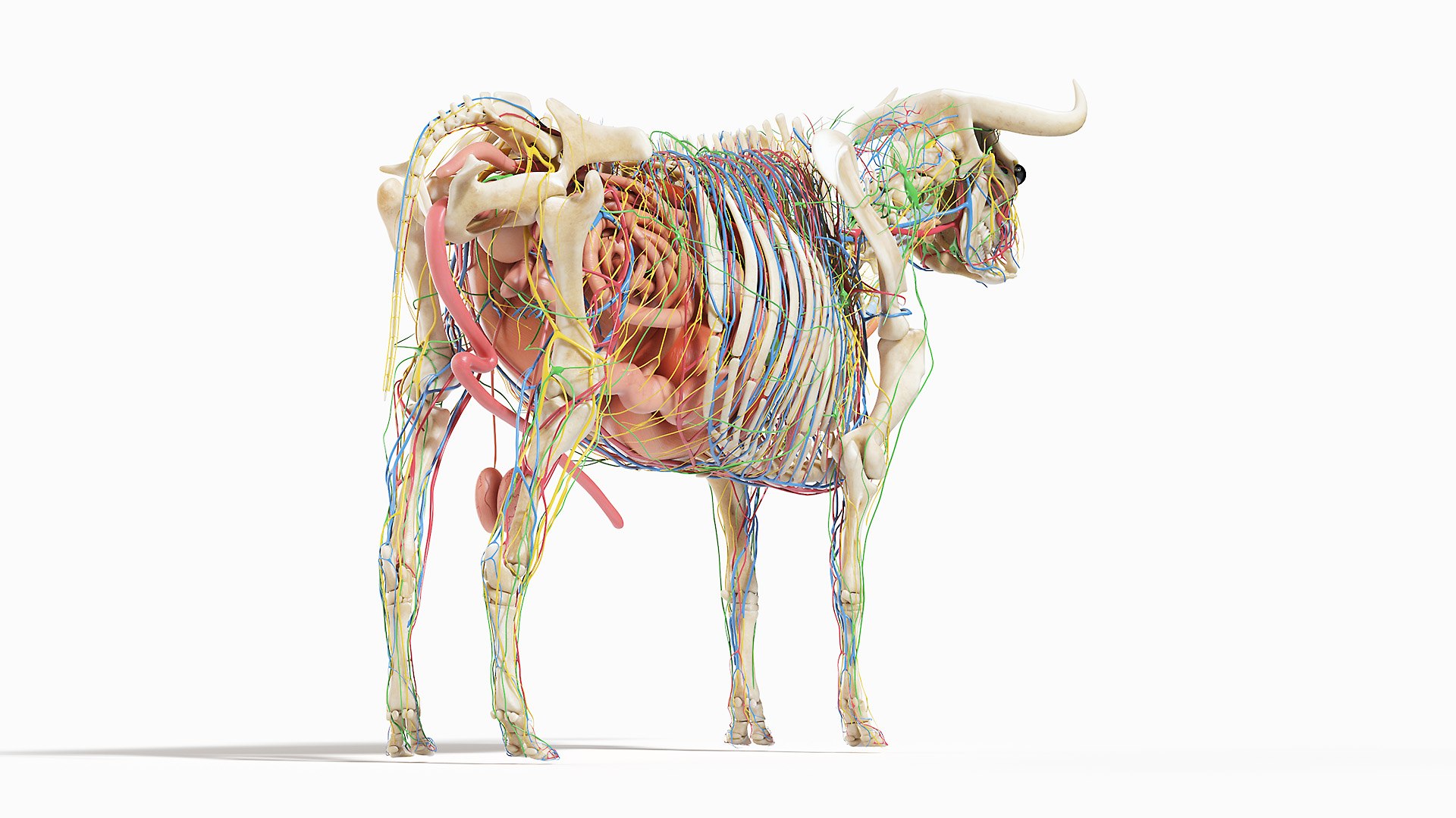 Full Bull Anatomy Animated 3D model - TurboSquid 1914978