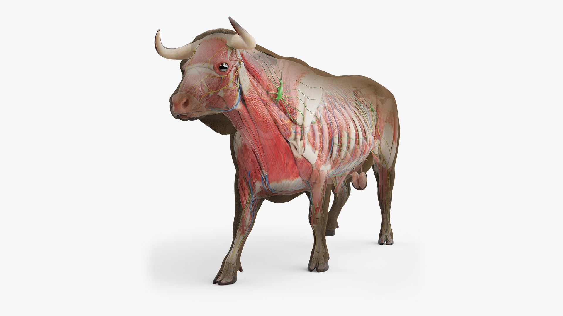 Full Bull Anatomy Animated 3D model - TurboSquid 1914978