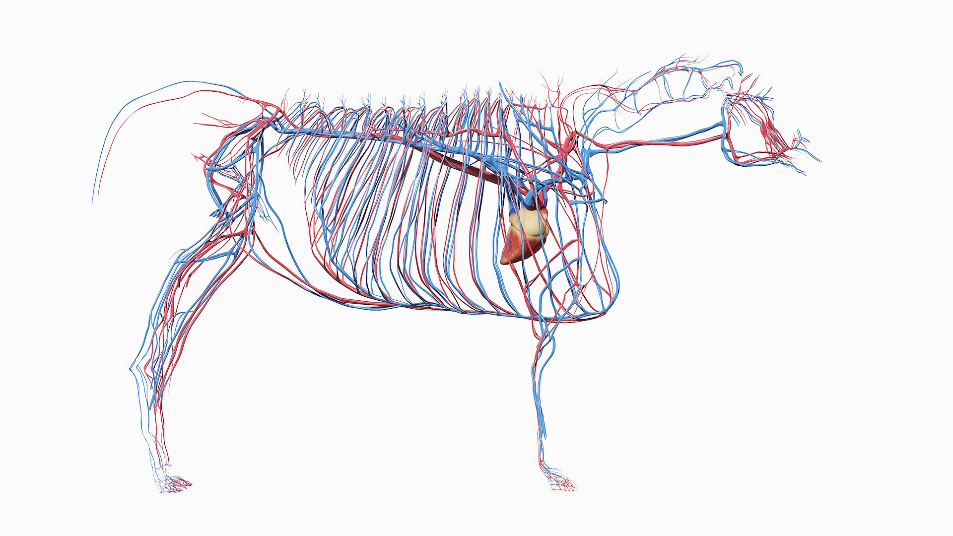 Full Bull Anatomy Animated 3D model - TurboSquid 1914978