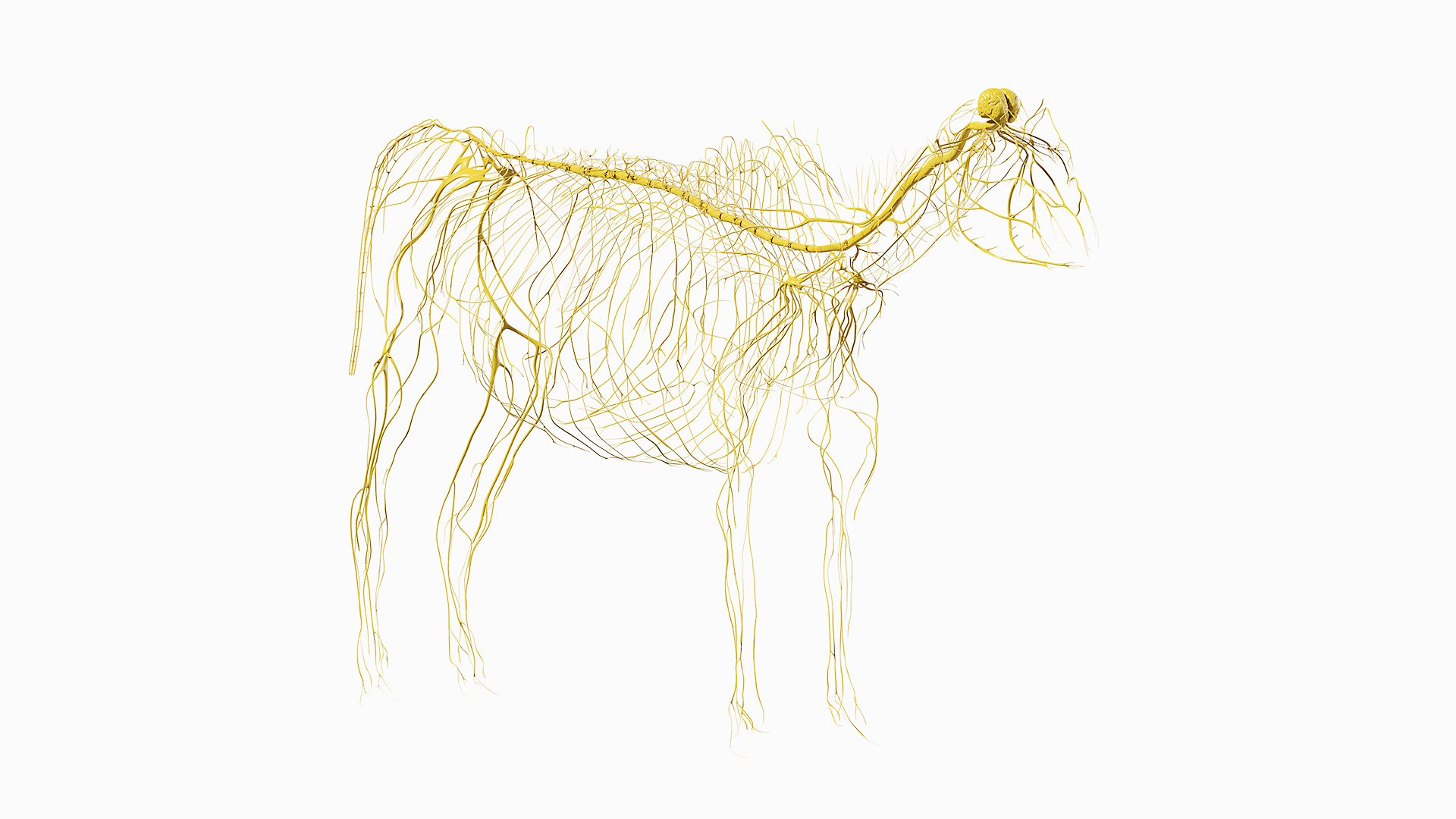 Full Bull Anatomy Animated 3D model - TurboSquid 1914978