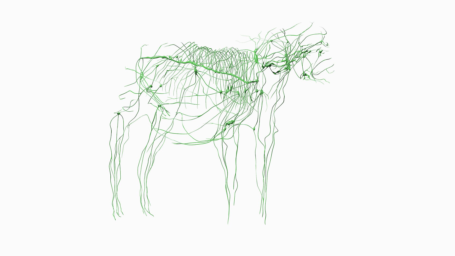 Full Bull Anatomy Animated 3D model - TurboSquid 1914978