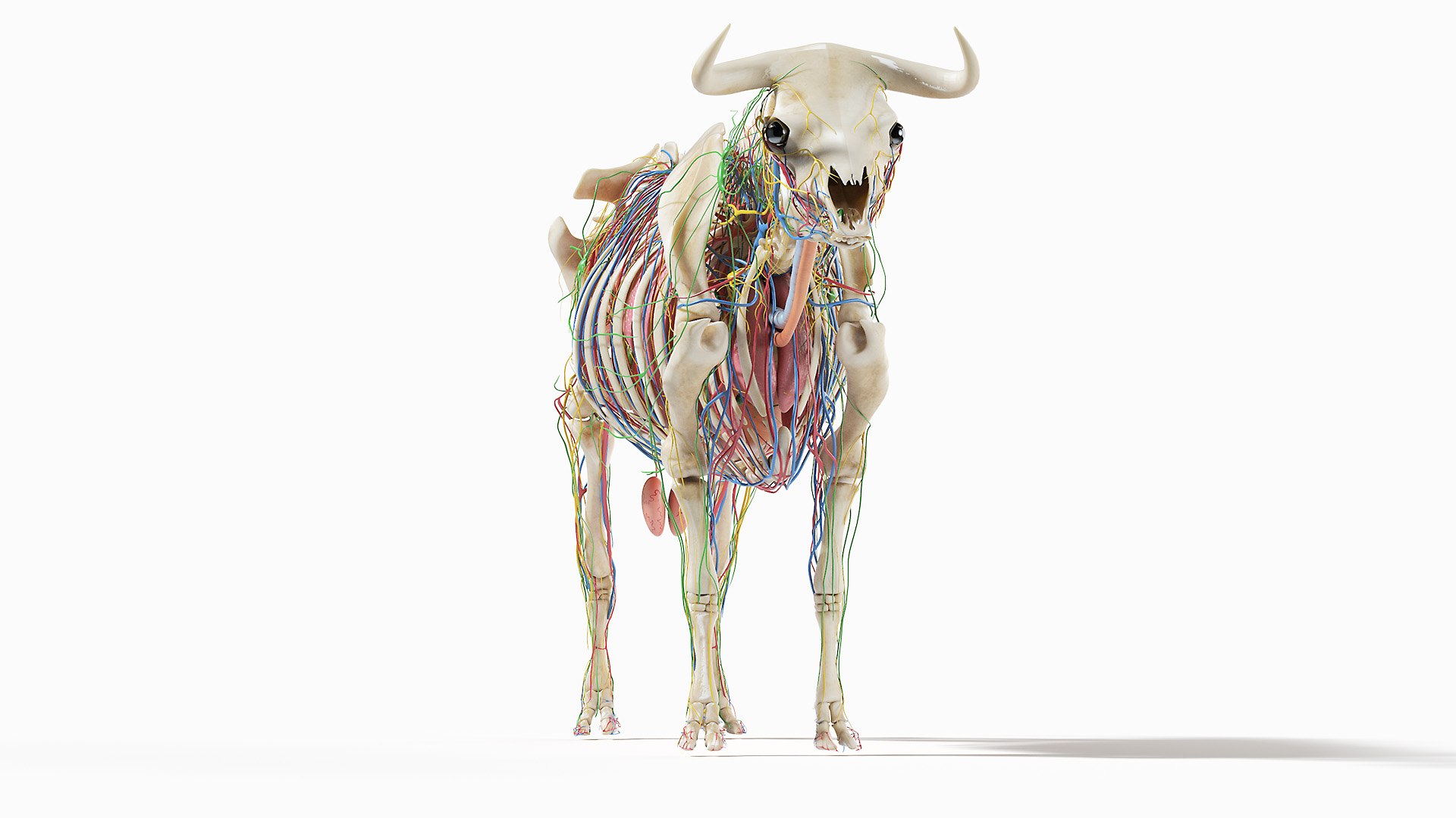 Full Bull Anatomy Animated 3D model - TurboSquid 1914978