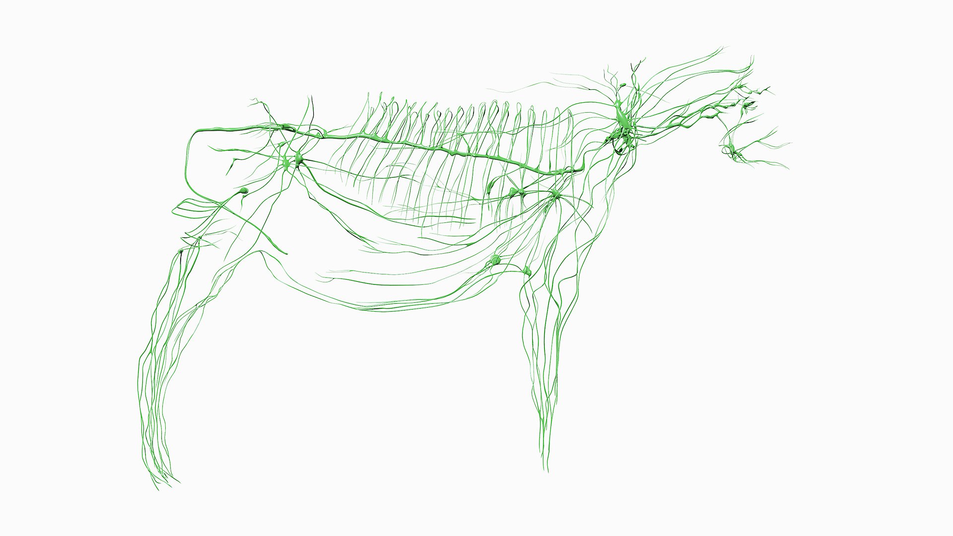 Full Bull Anatomy Animated 3D model - TurboSquid 1914978