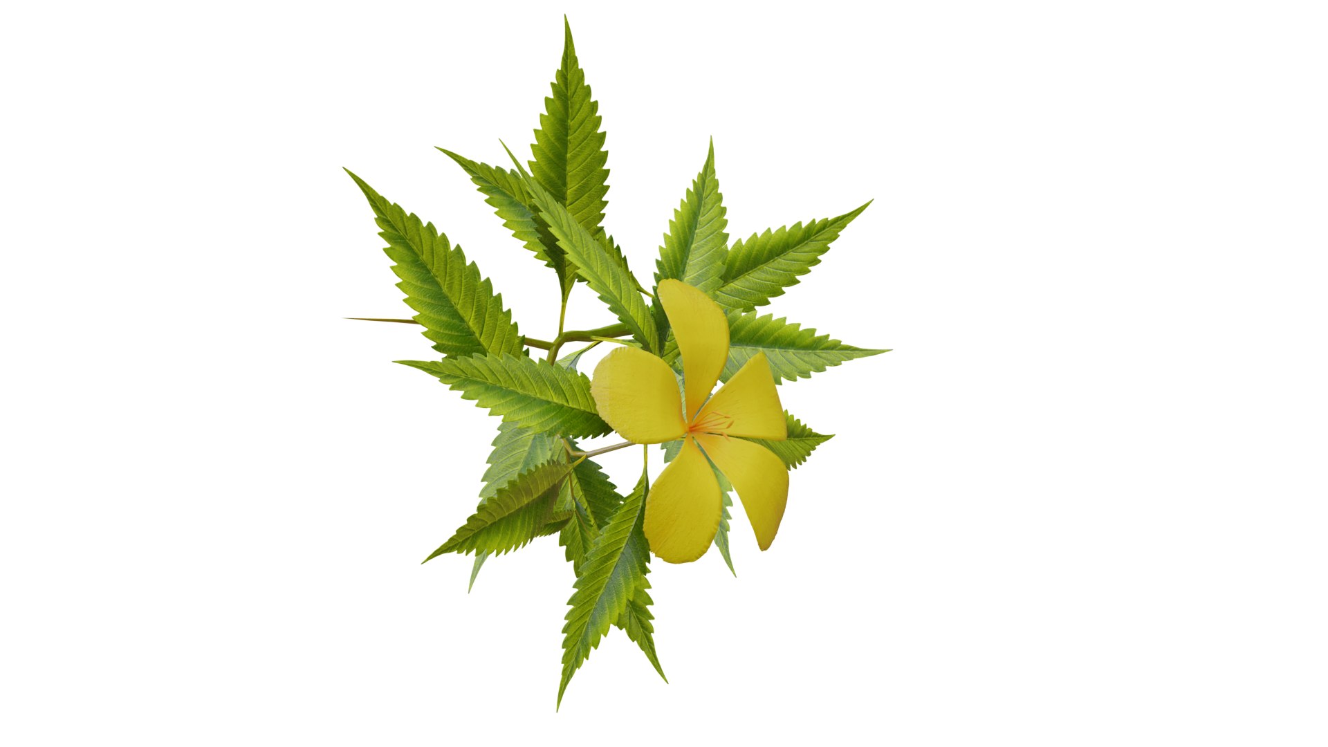 Diamina flower 3D model - TurboSquid 1691858