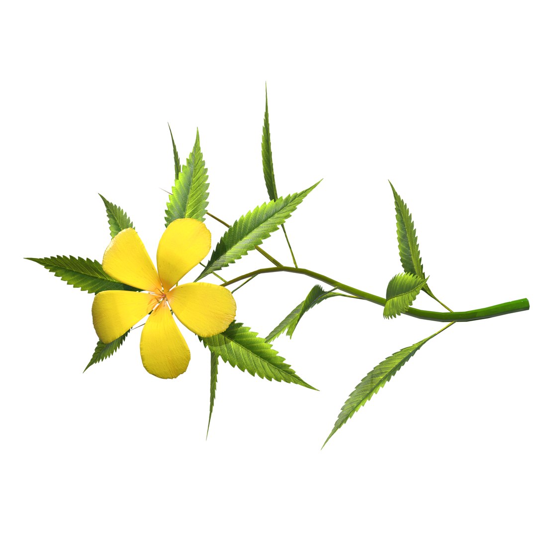 Diamina flower 3D model - TurboSquid 1691858