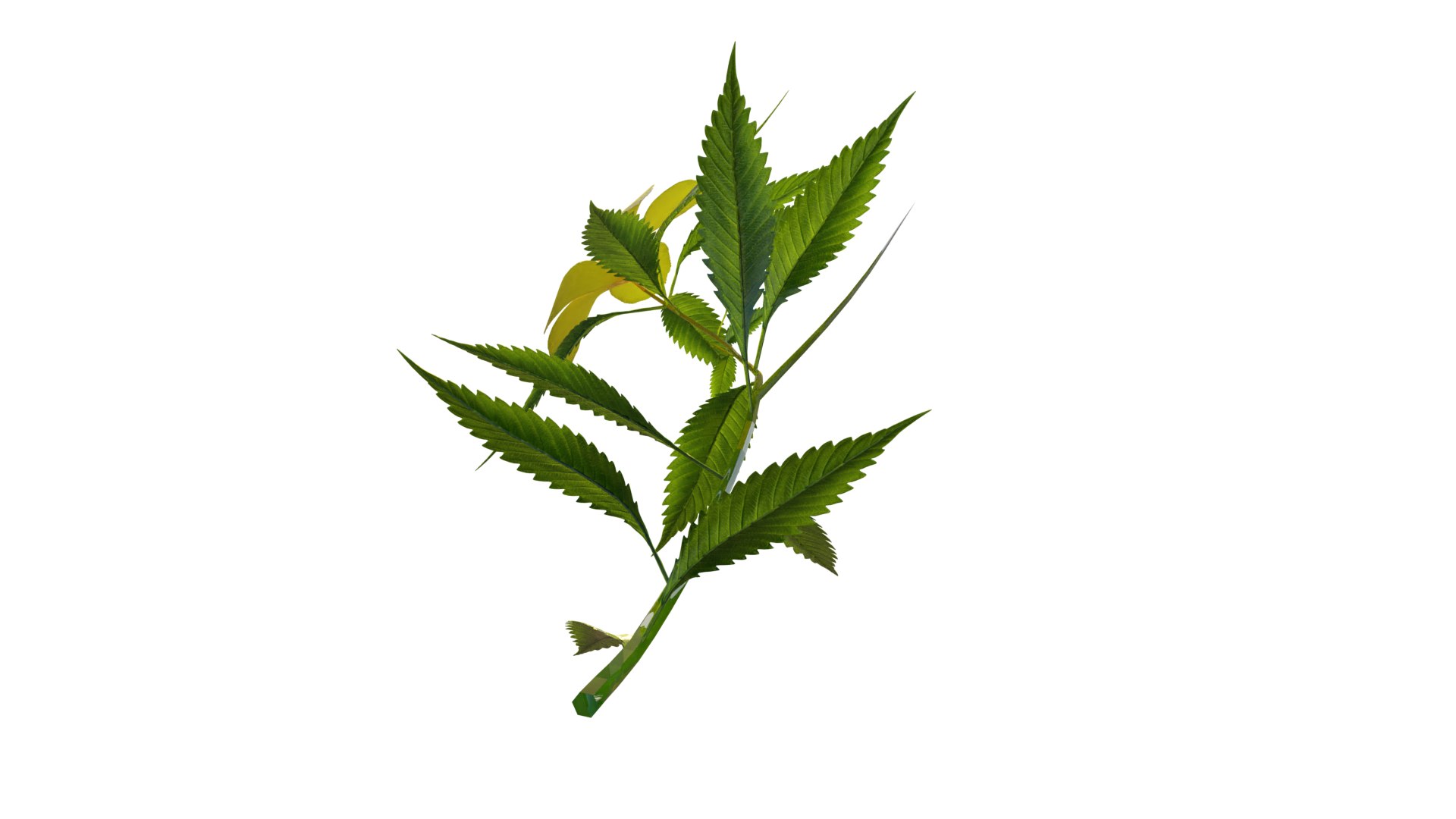 Diamina flower 3D model - TurboSquid 1691858