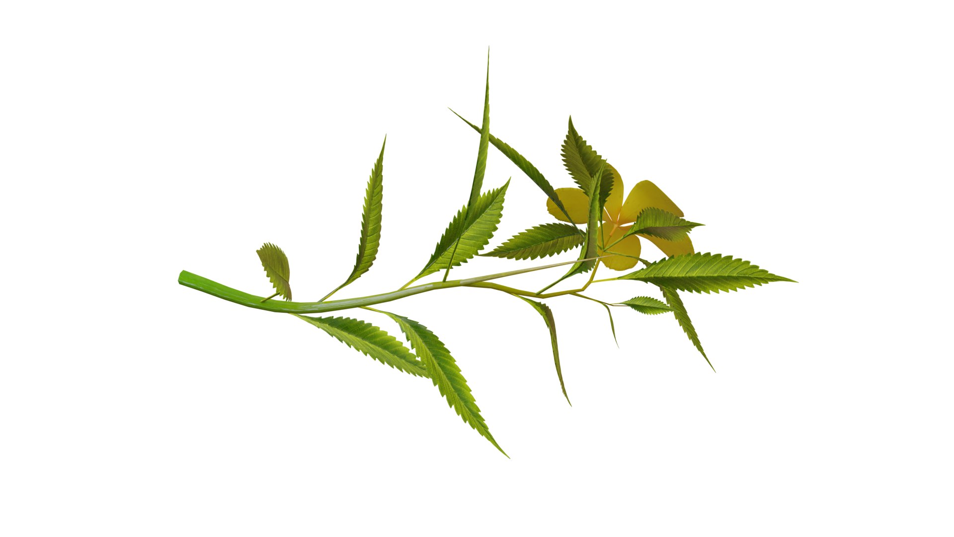 Diamina flower 3D model - TurboSquid 1691858