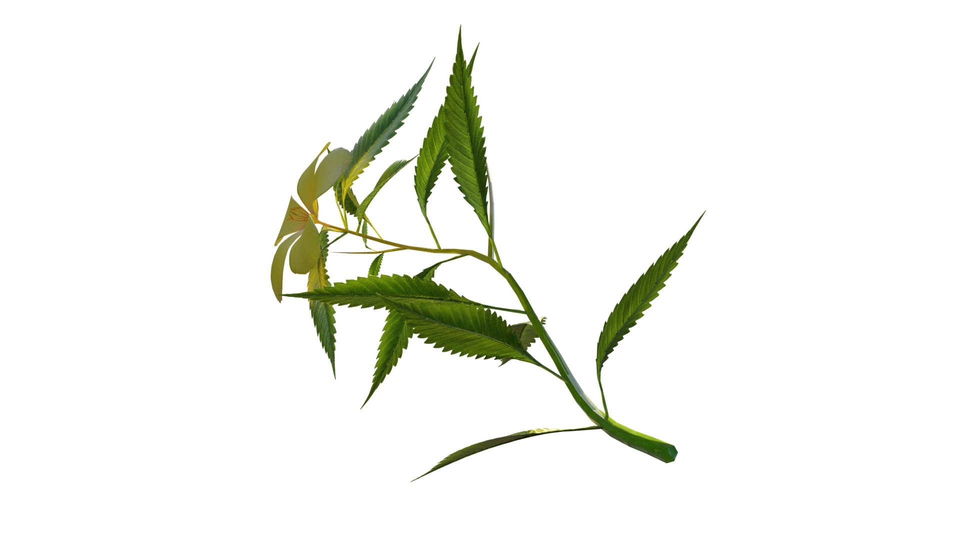 Diamina flower 3D model - TurboSquid 1691858