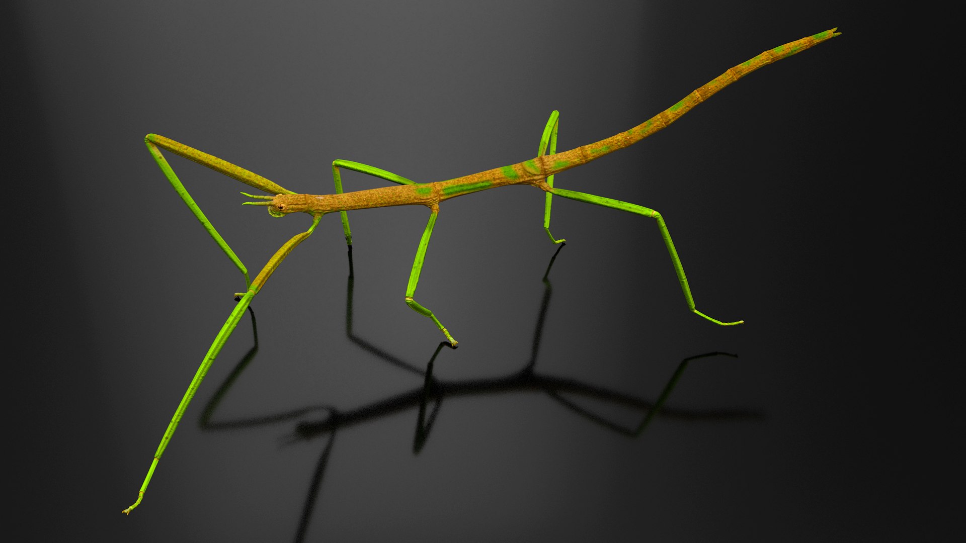 3D phasmatodea stick insect walking - TurboSquid 1469121