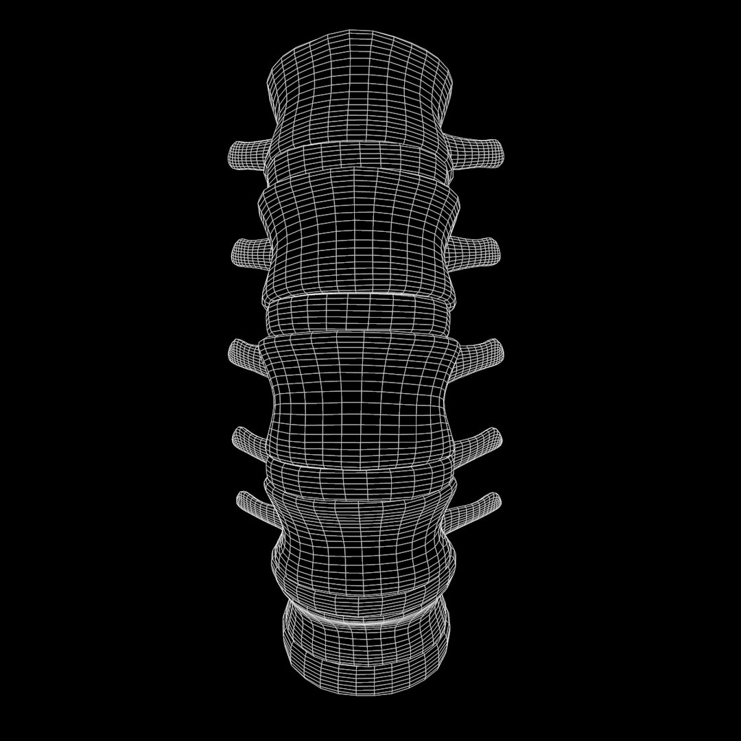 3D Human Lumbar Vertebrae Spine Model - TurboSquid 1380988