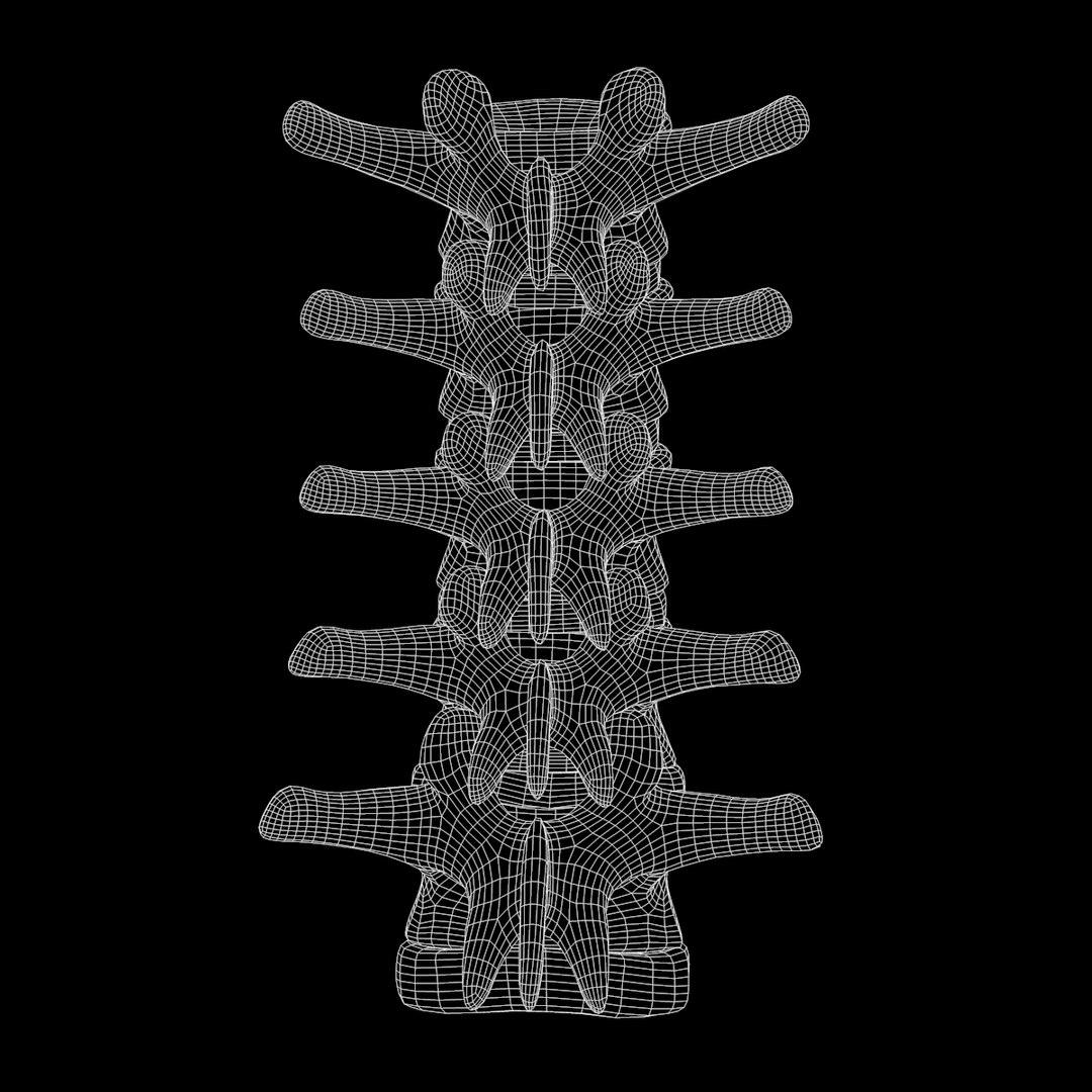 3D Human Lumbar Vertebrae Spine Model - TurboSquid 1380988