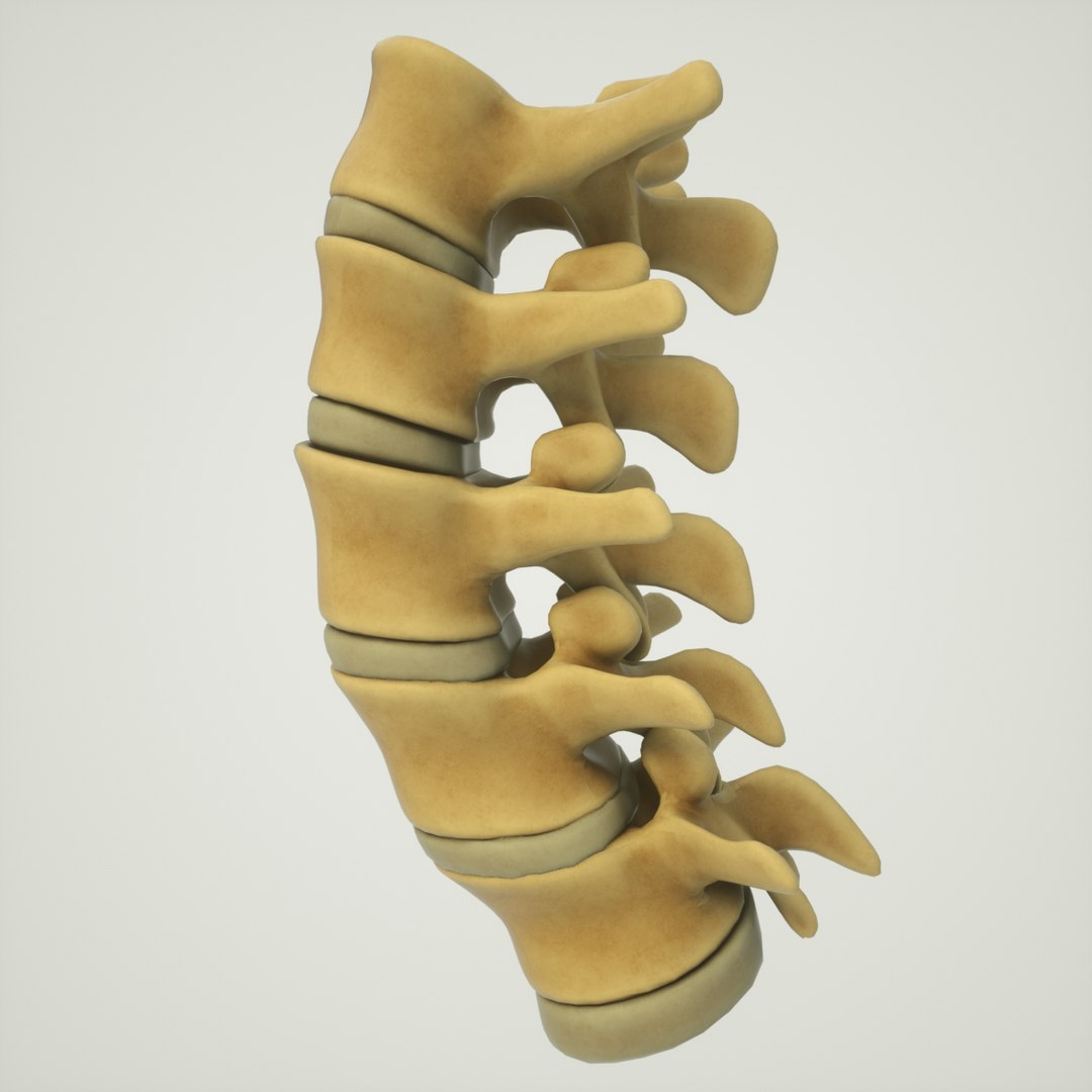 3D Human Lumbar Vertebrae Spine Model - TurboSquid 1380988