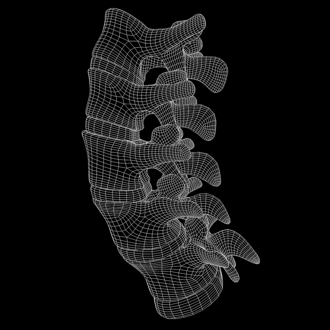 3D Human Lumbar Vertebrae Spine Model - TurboSquid 1380988
