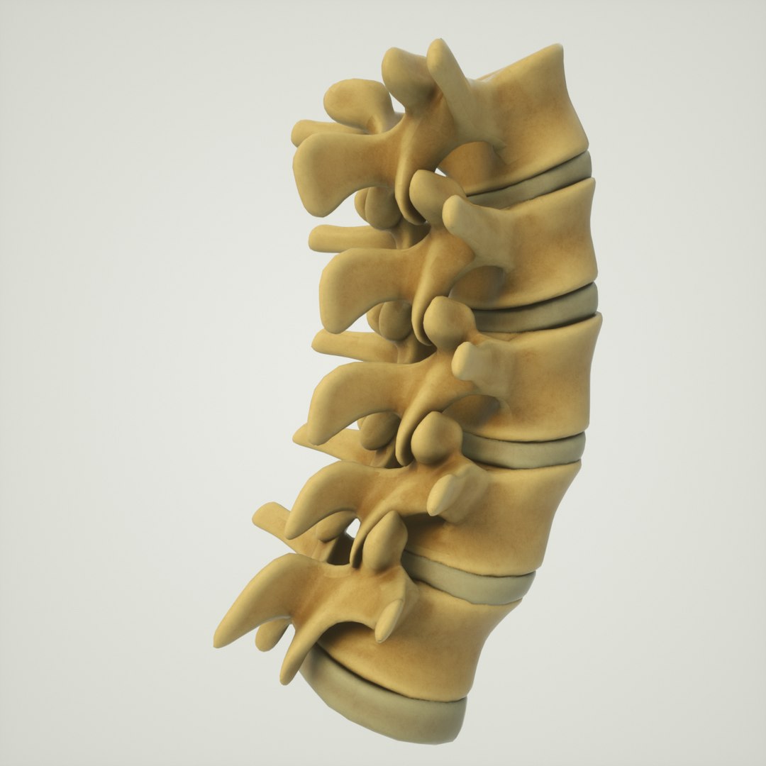3D Human Lumbar Vertebrae Spine Model - TurboSquid 1380988
