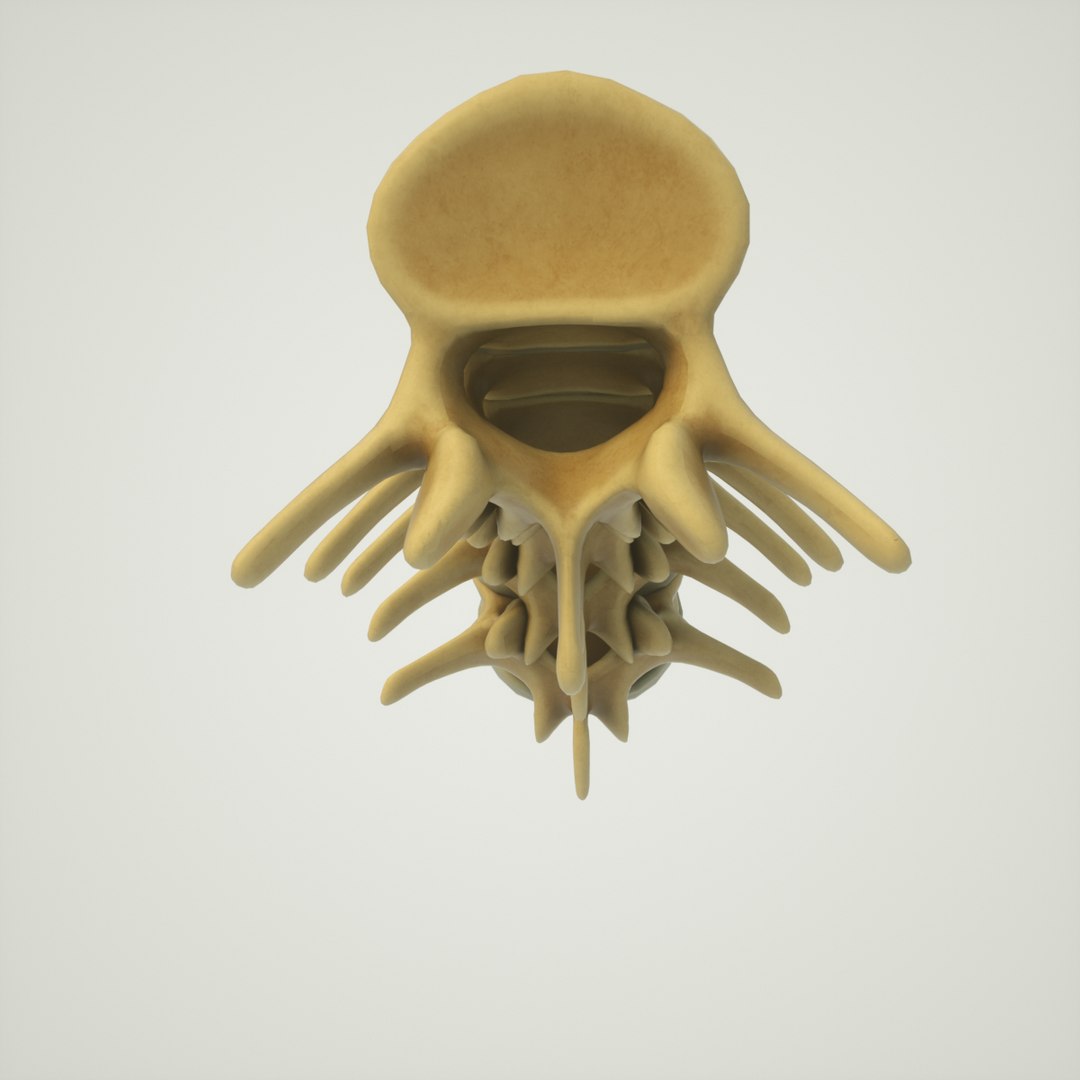 3D Human Lumbar Vertebrae Spine Model - TurboSquid 1380988