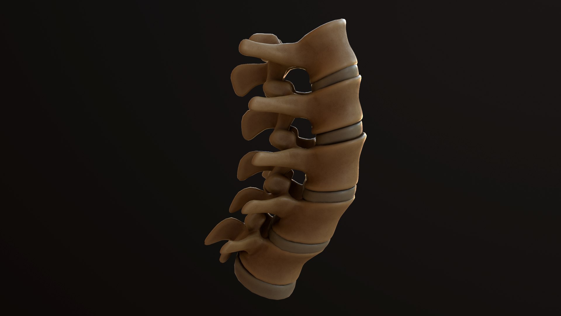 3D Human Lumbar Vertebrae Spine Model - TurboSquid 1380988