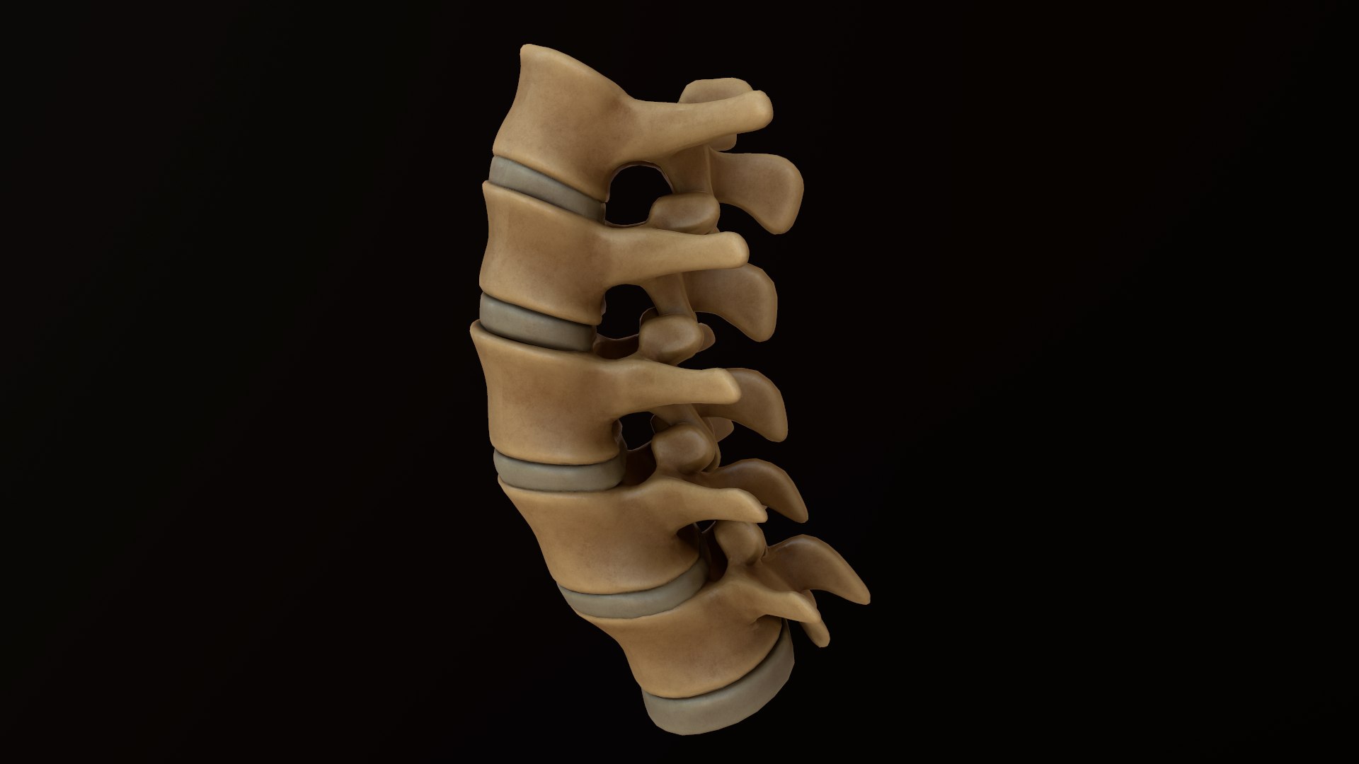 3D Human Lumbar Vertebrae Spine Model - TurboSquid 1380988