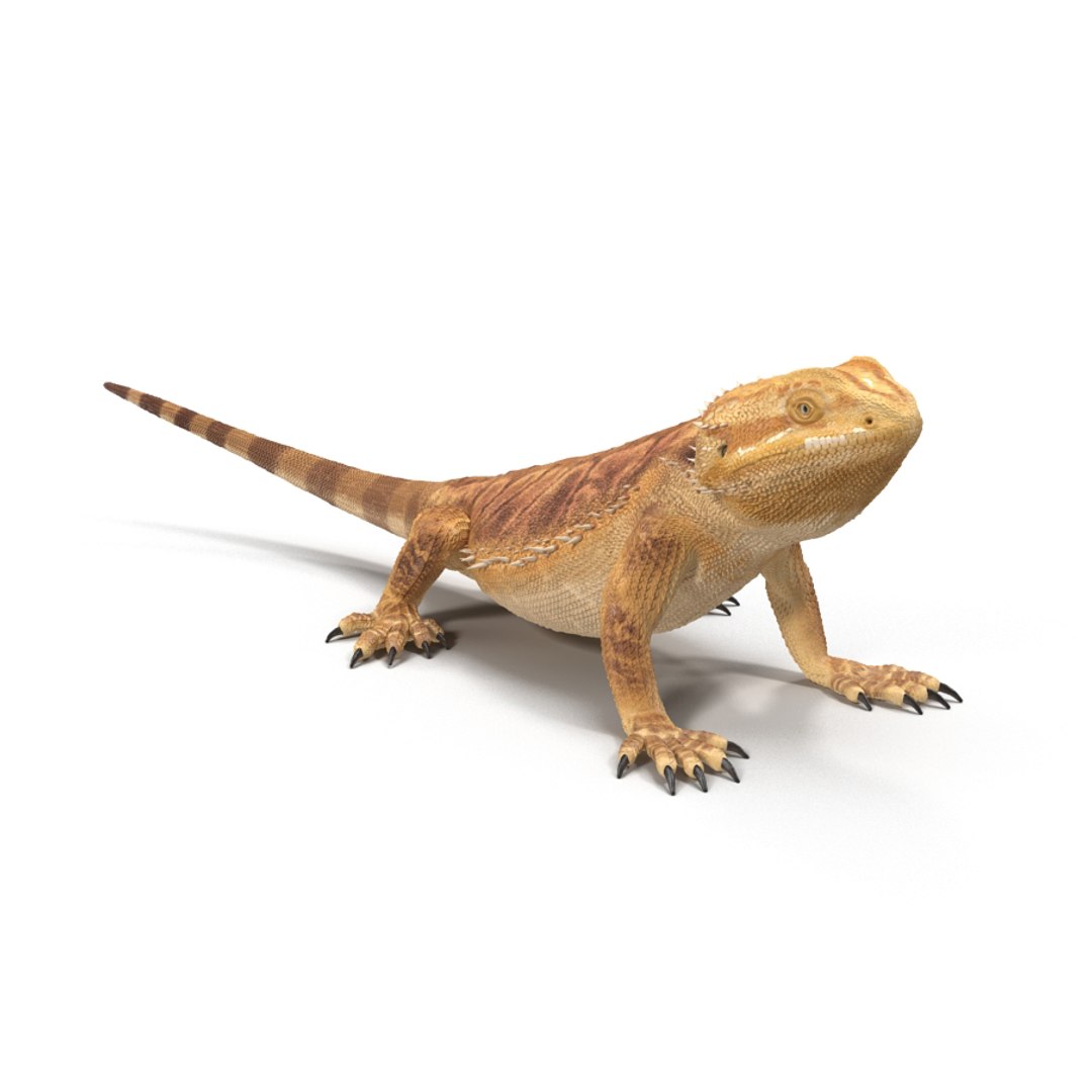 Obj Bearded Dragon Pose 2
