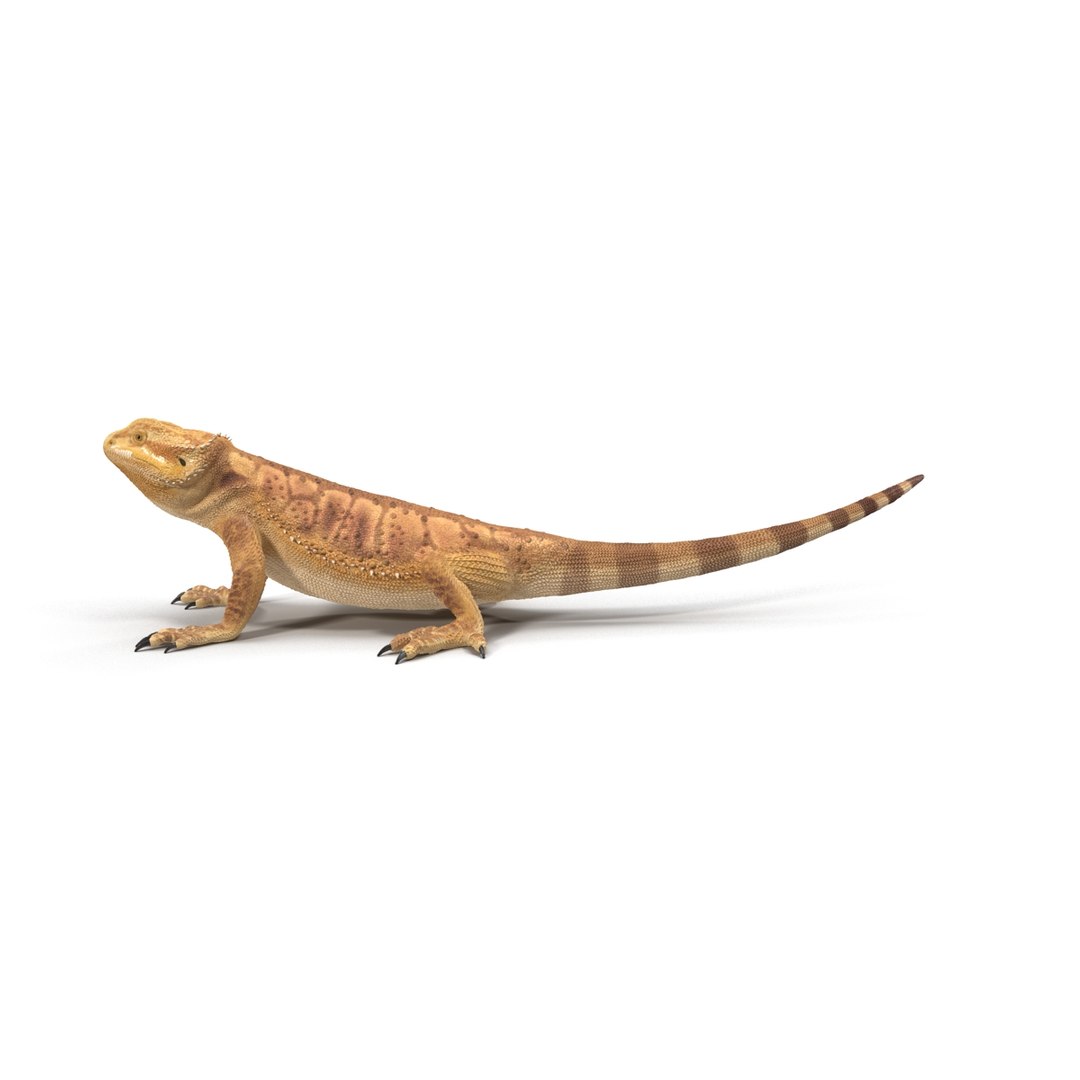 Obj Bearded Dragon Pose 2