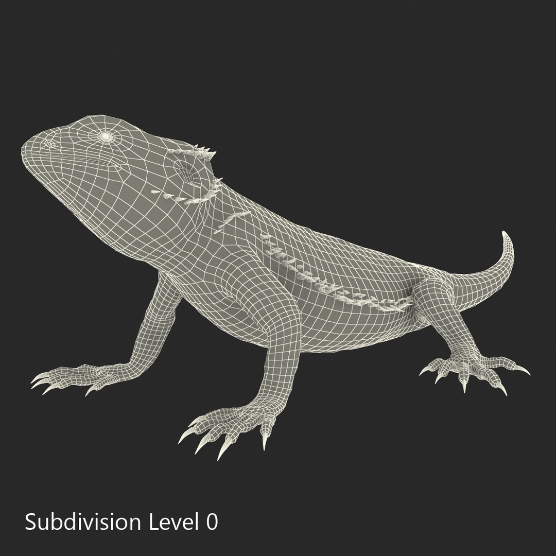 Obj Bearded Dragon Pose 2