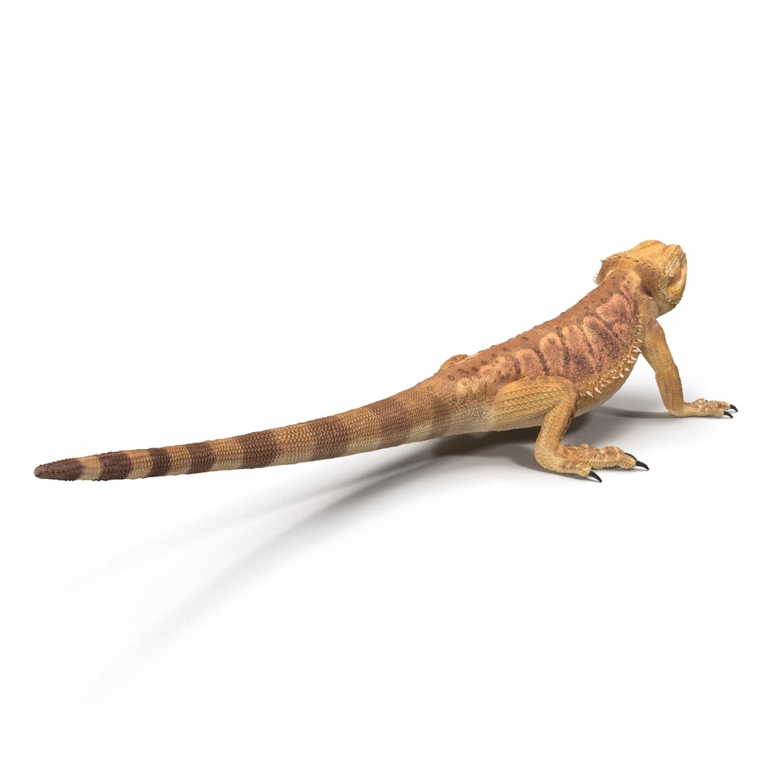 Obj Bearded Dragon Pose 2