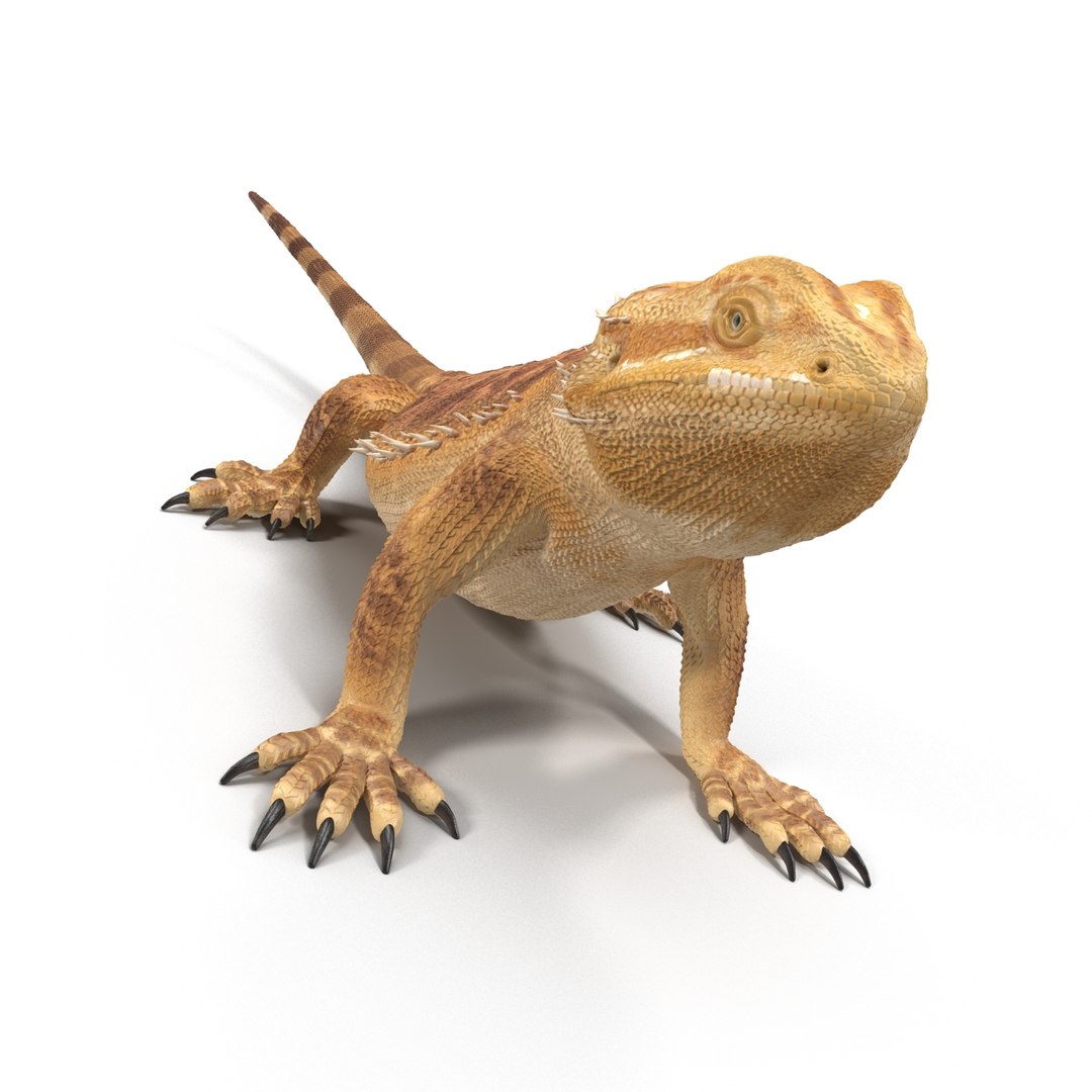 Obj Bearded Dragon Pose 2