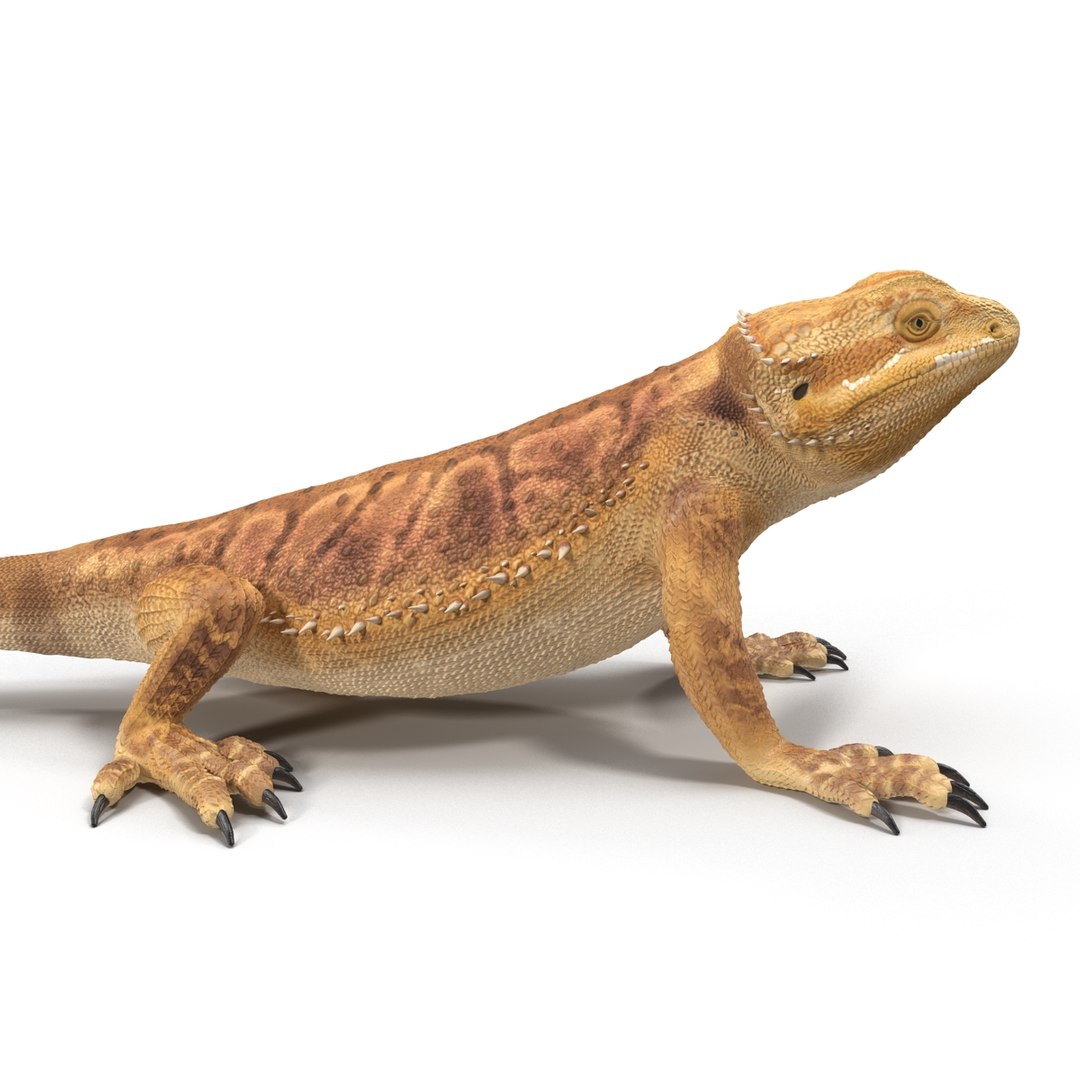 Obj Bearded Dragon Pose 2