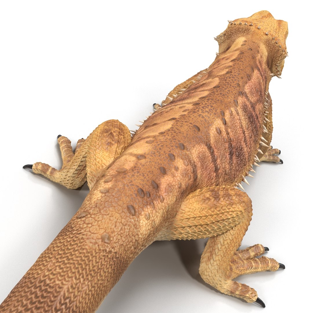Obj Bearded Dragon Pose 2