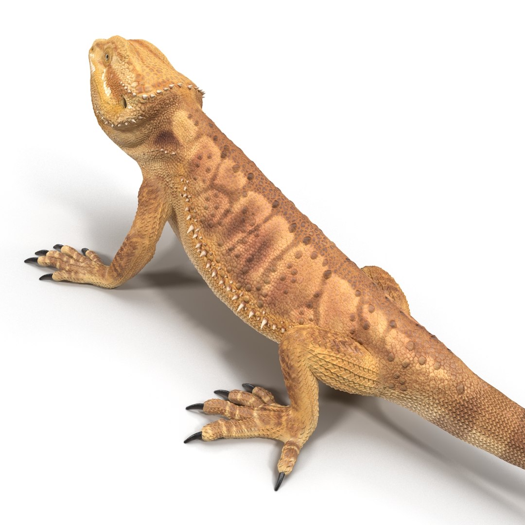 Obj Bearded Dragon Pose 2