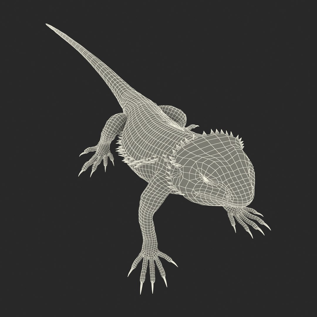 obj bearded dragon pose 2