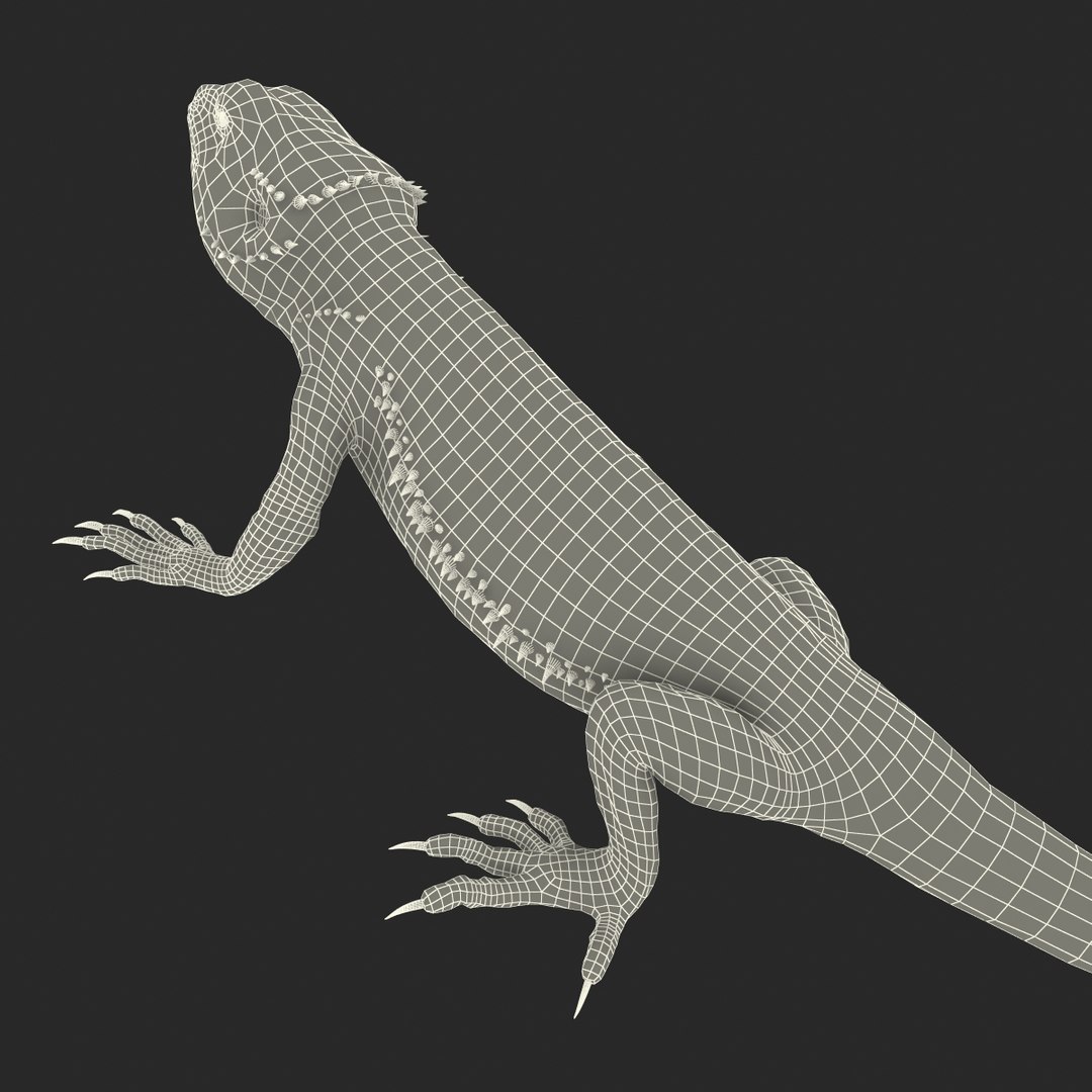 obj bearded dragon pose 2