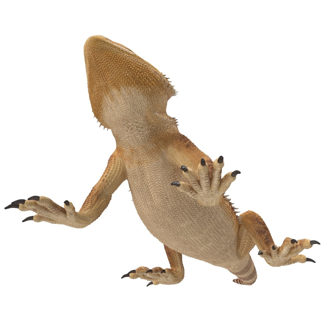 Obj Bearded Dragon Pose 2