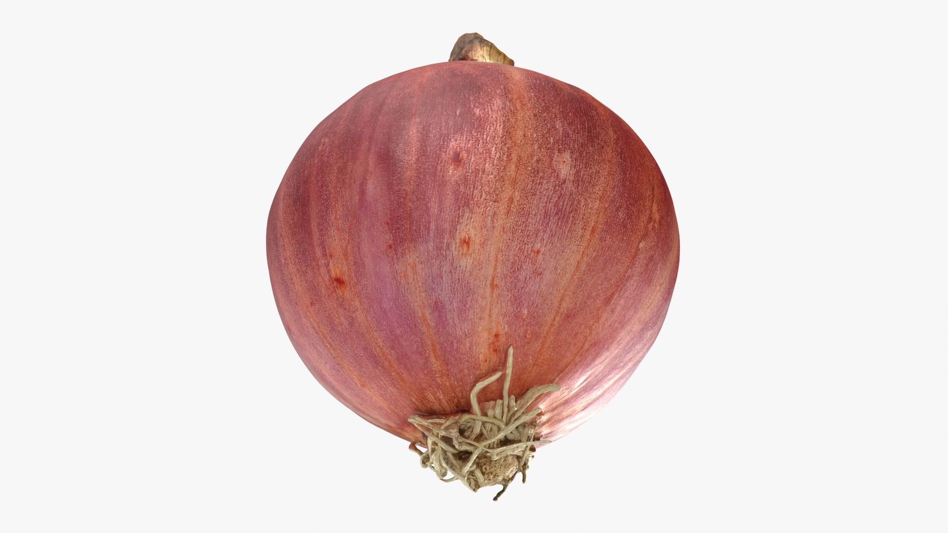3D Shallot 02 - TurboSquid 2208787