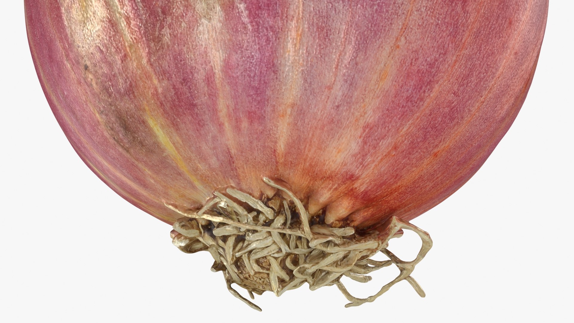 3D Shallot 02 - TurboSquid 2208787