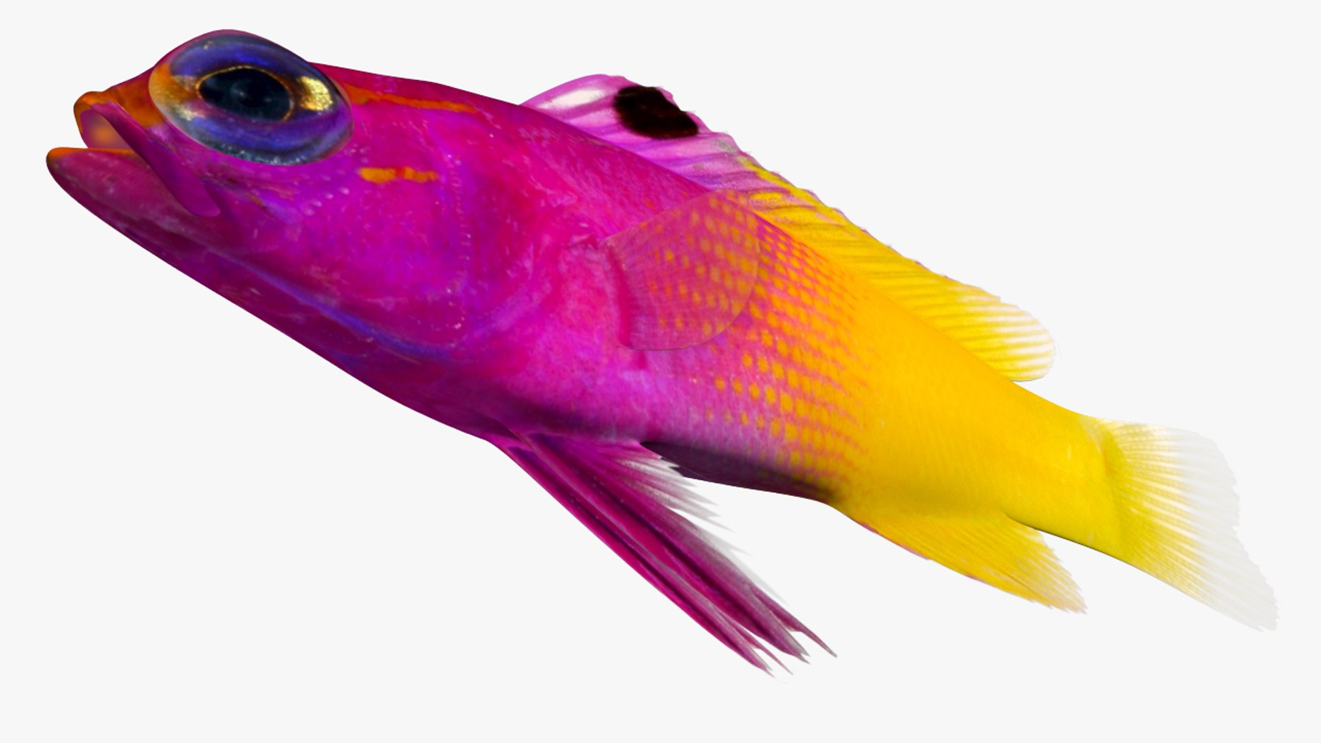 Royal Gramma 3D - TurboSquid 1268984